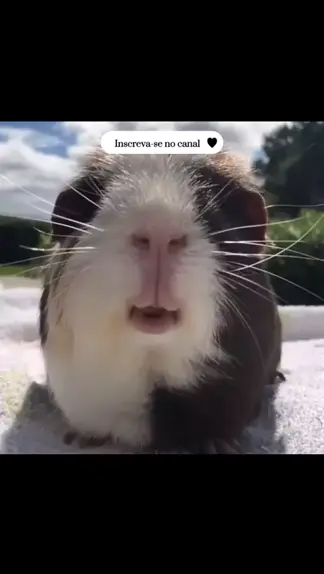 old hamster meme & hamster meme ojon| Discover