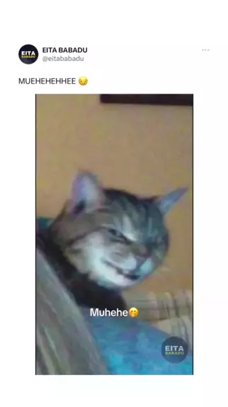 muehehe cat meme | Discover