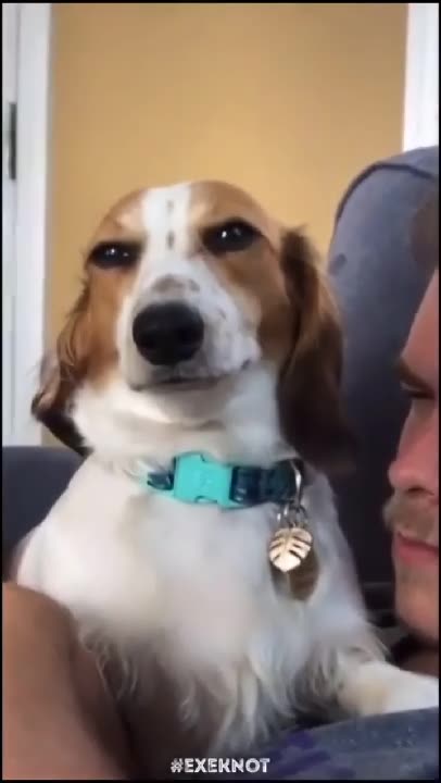 meme de perro riéndose & perro riendo meme| Discov ...| Kwai